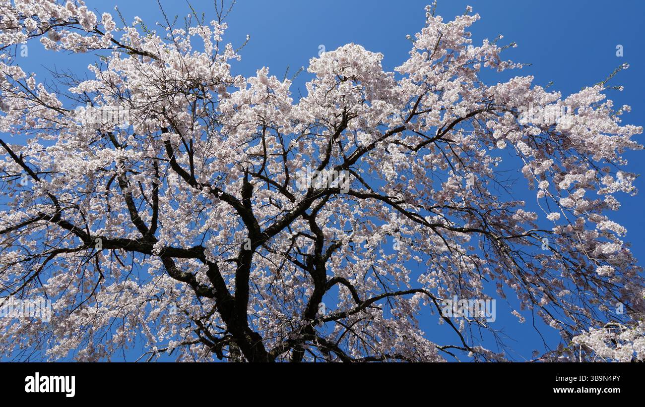 Japanese sakura season in spring Stock Photo - Alamy