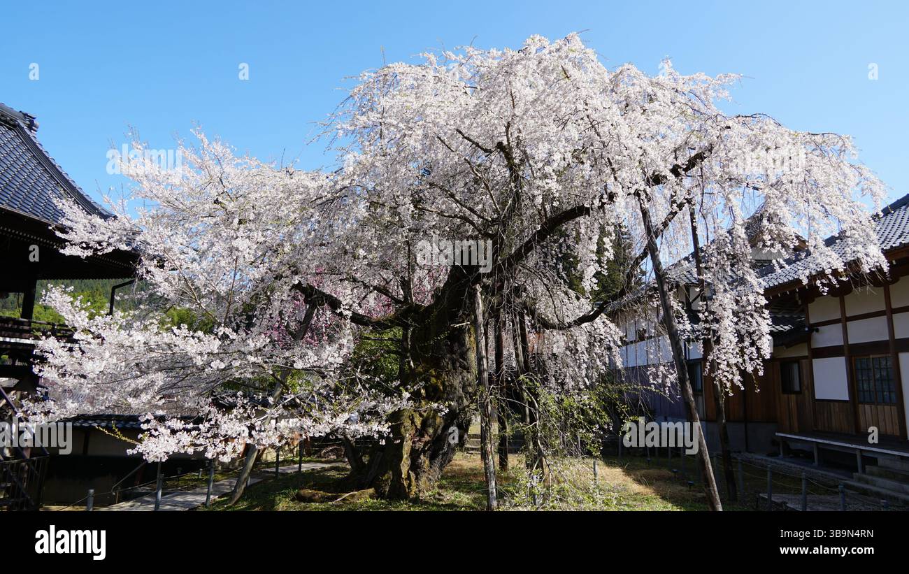 Japanese sakura season in spring Stock Photo - Alamy