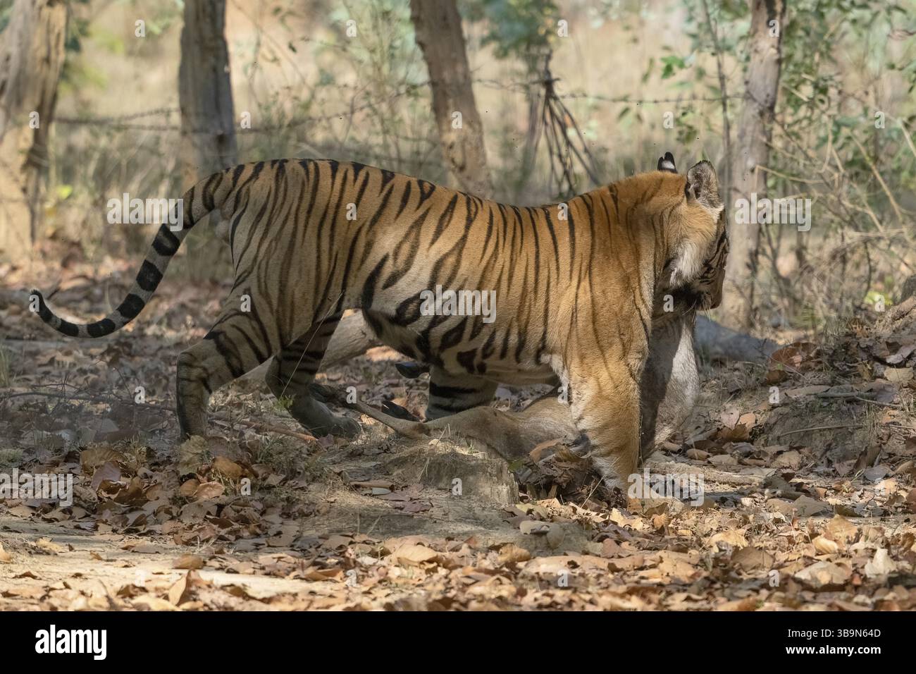 Tiger (Panthera tigris), Bengal tiger or Indian tiger, big cat ...