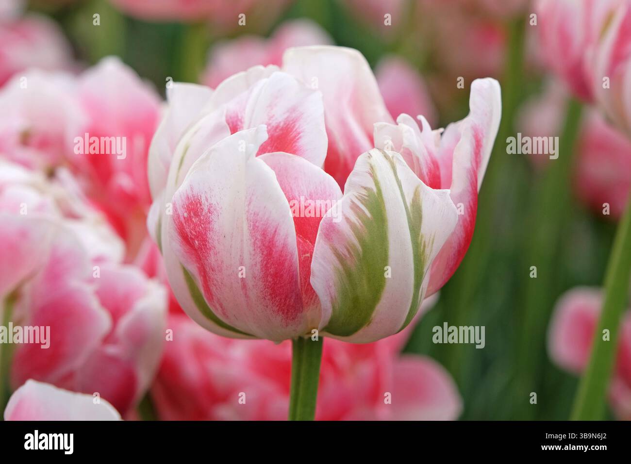Pink, and white late double Tulip, tulipa ‘Finola’ in flower Stock ...