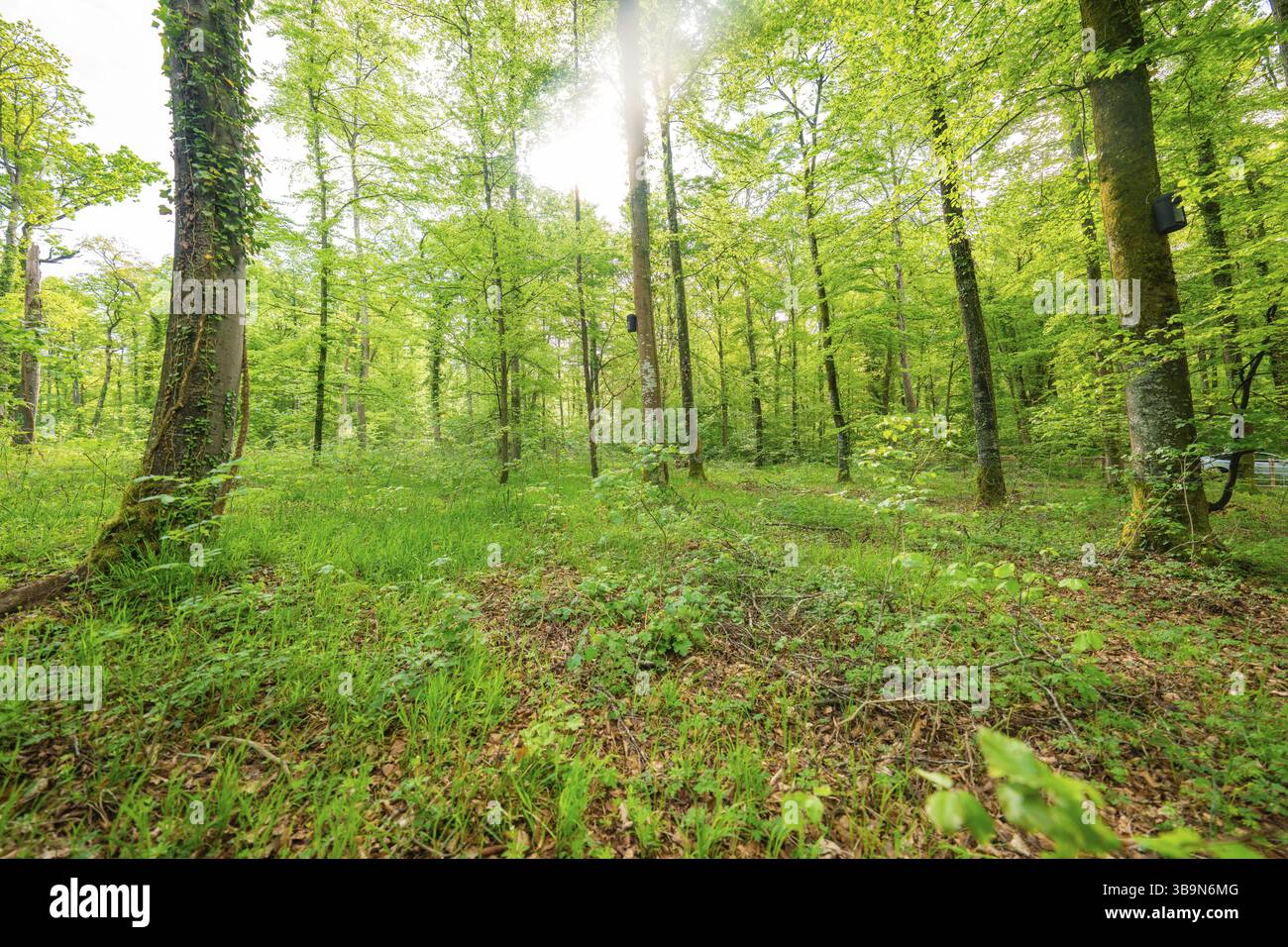 Sunlight shines on a green, lush forest with various plant species ...