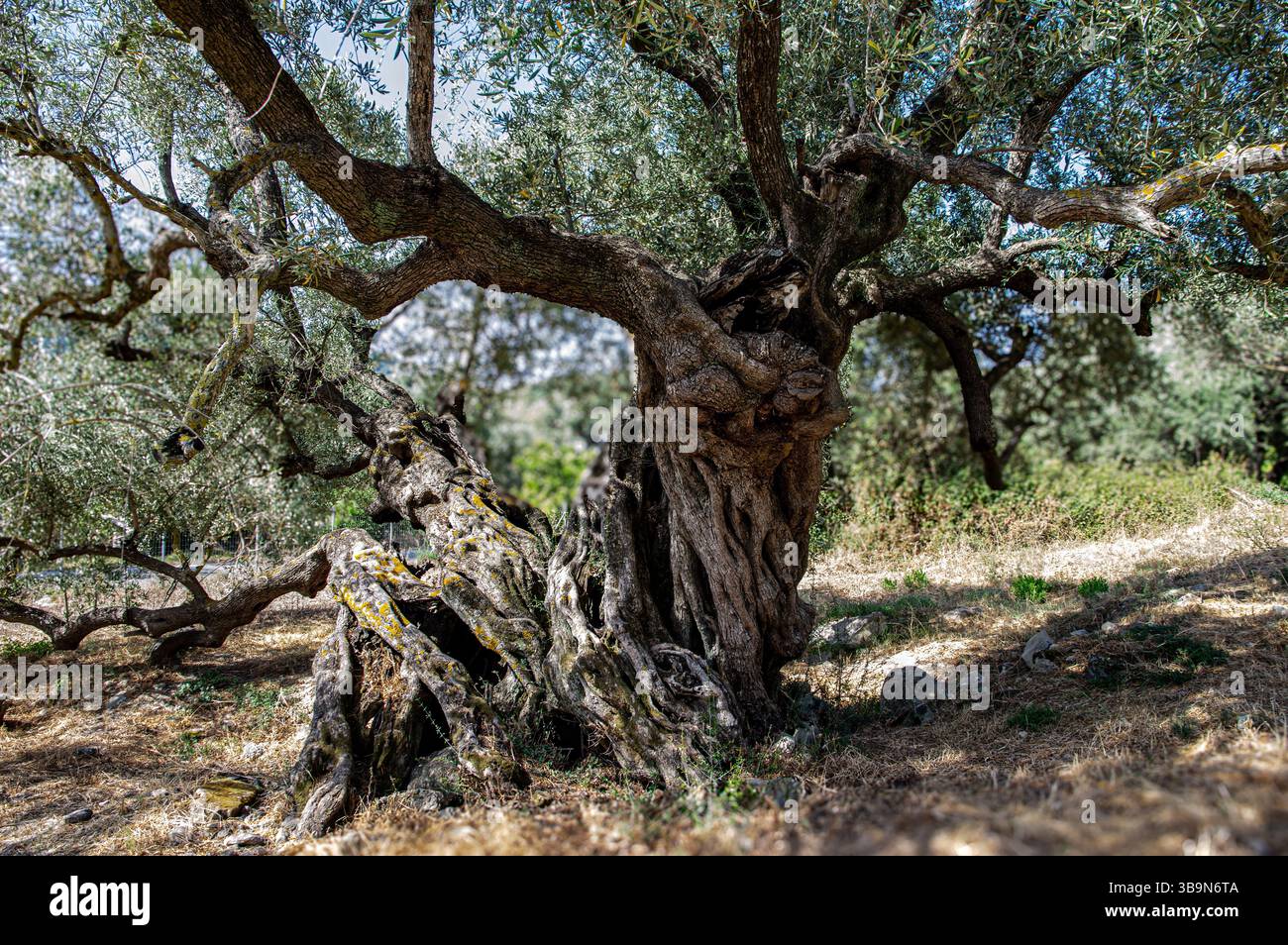 Old olive trees with gnarled trunks stand resiliently in a tranquil ...