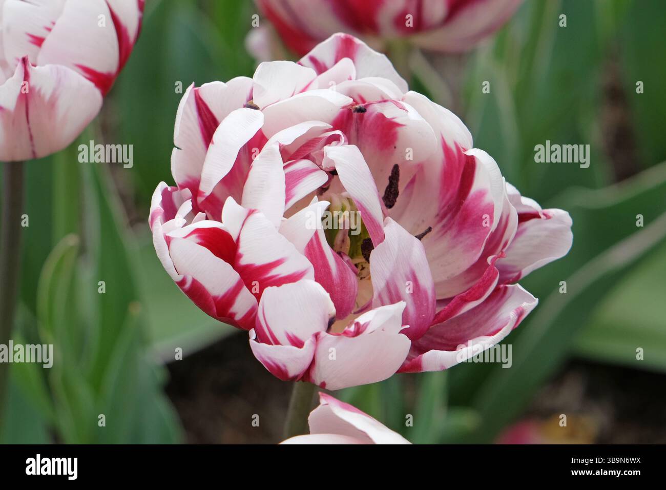 Red and white variegated late double Tulip, tulipa ‘Carnaval de Nice ...