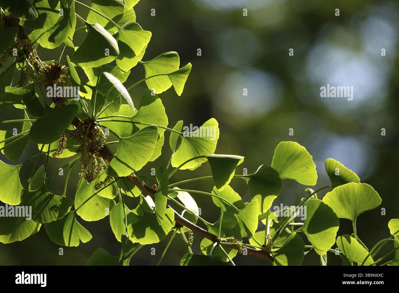 Ginkgo (Ginkgo biloba), spring, Germany, Europe Stock Photo - Alamy