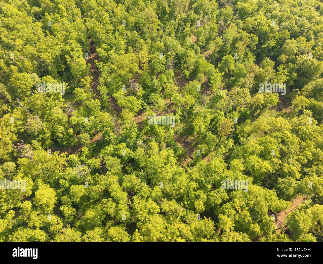 Untouched forest landscape with dense green foliage and small clearing ...
