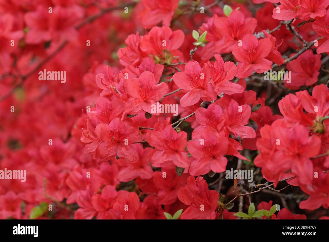 Bright red Rhododendron azalea ‘John Cairns’ Kaempferi, in flower Stock ...