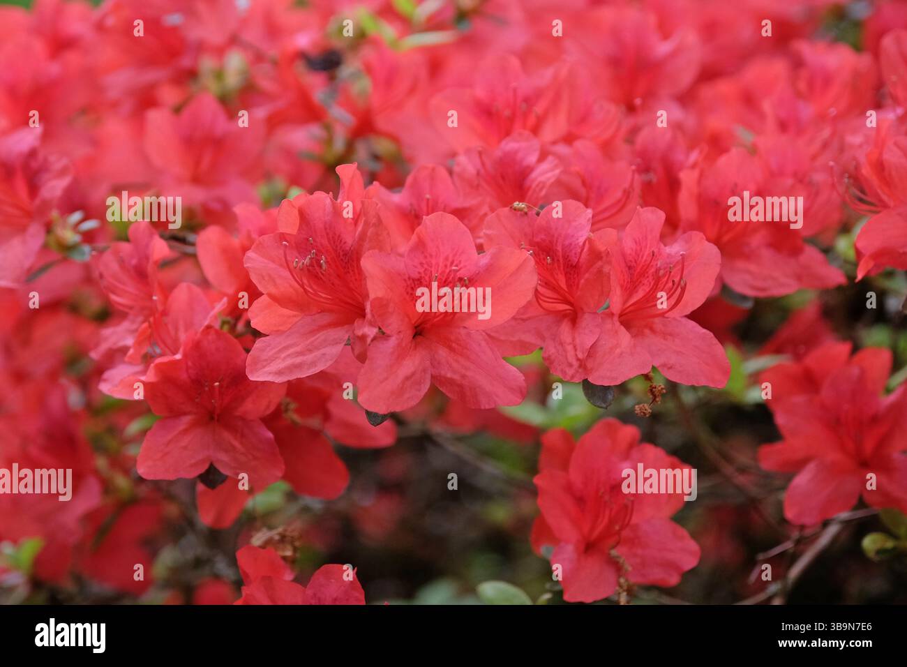 Bright red Rhododendron azalea ‘John Cairns’ Kaempferi, in flower Stock ...