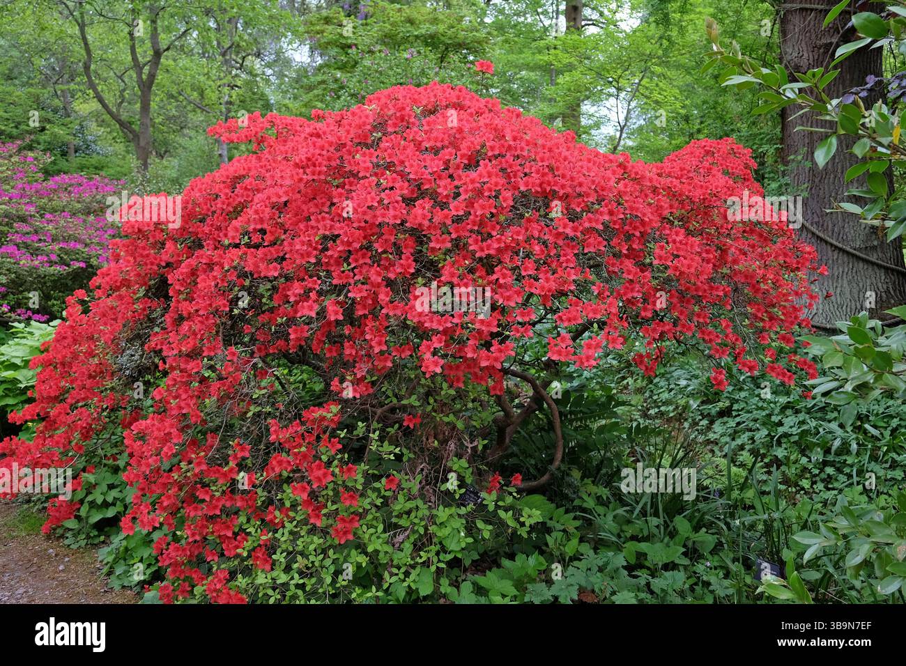 Bright red Rhododendron azalea ‘John Cairns’ Kaempferi, in flower Stock ...