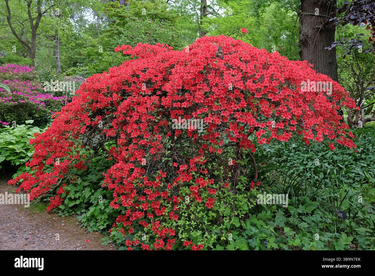 Bright red Rhododendron azalea ‘John Cairns’ Kaempferi, in flower Stock ...