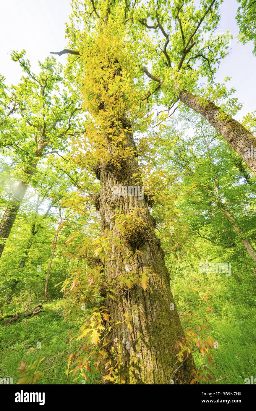 Large tree in the forest with yellow and green leaves, surrounded by ...