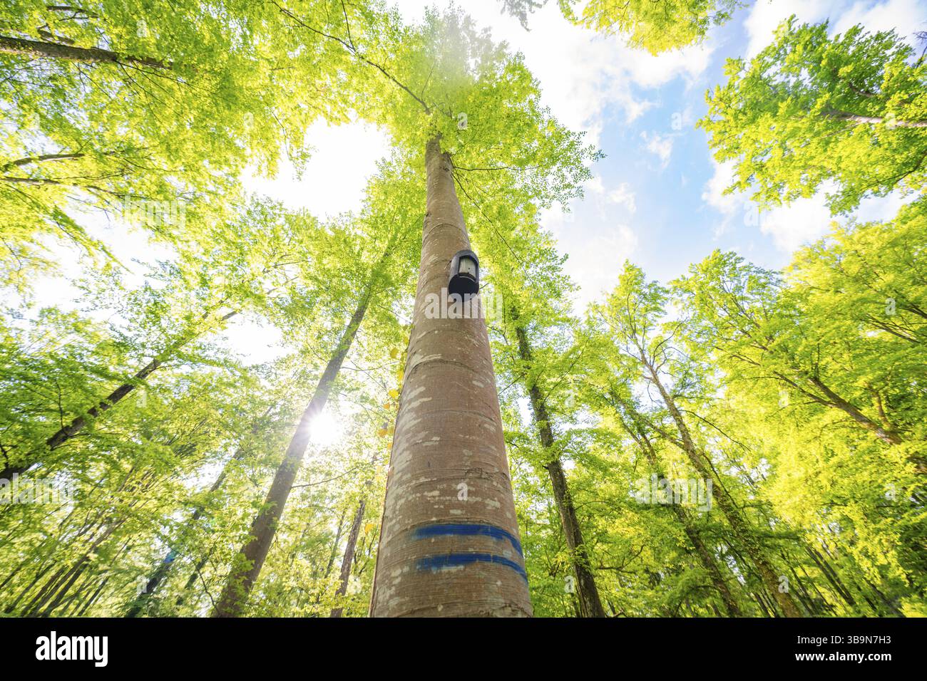 A tall tree reaches the radiant sky with its crown, forest willow ...