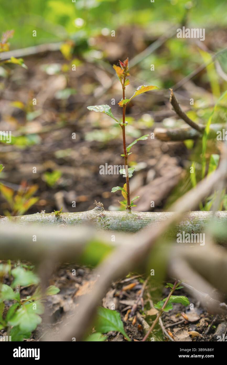 A young plant sprouts between old branches in the forest, forest ...