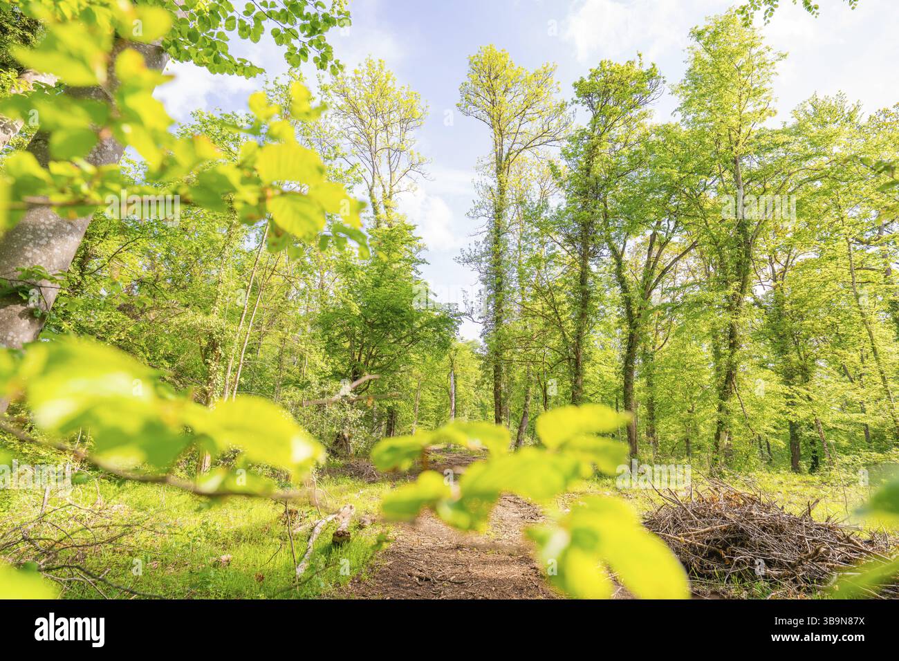 A forest path with dense green trees under bright sunshine, forest ...