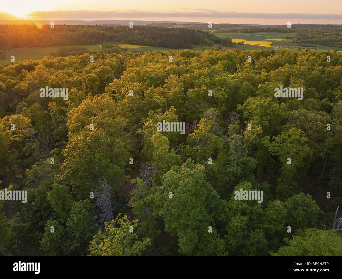 An autumnal forest landscape at sunset, trees in bright colours, forest ...