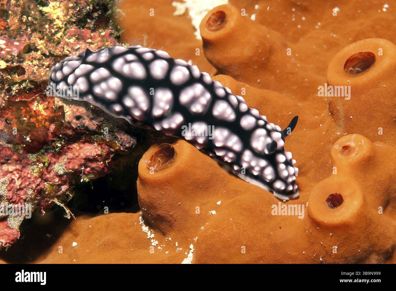 Warty sea slug (Phyllidiella pustulosa) shell-less sea slug crawls on ...