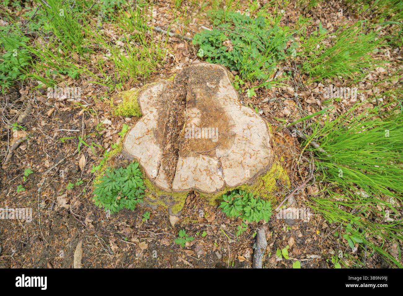 A weathered tree stump with moss and plants in a forest, forest pasture ...