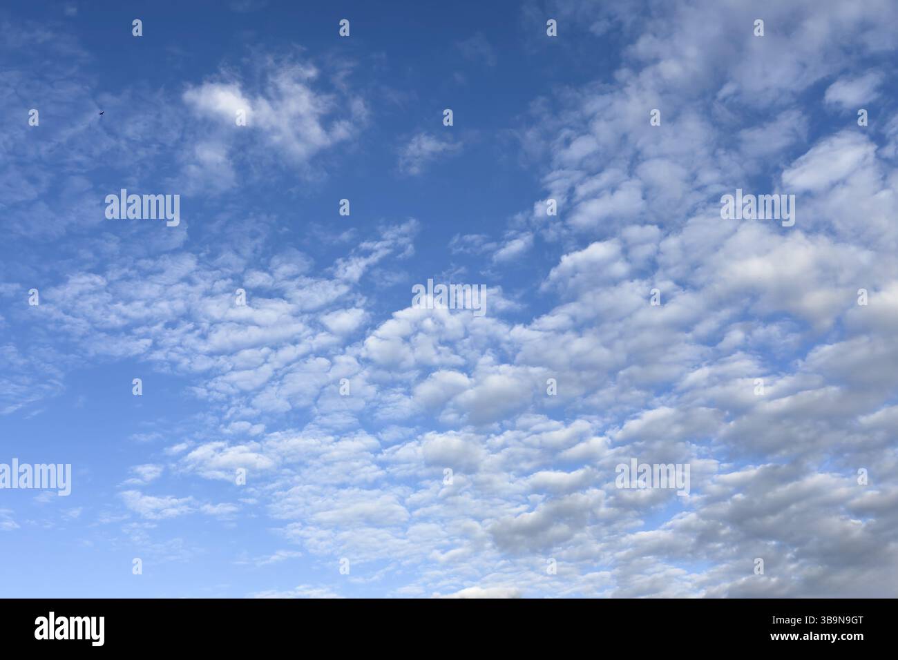 Cirrocumulus fleecy clouds Cloud field large group of small cumulus ...