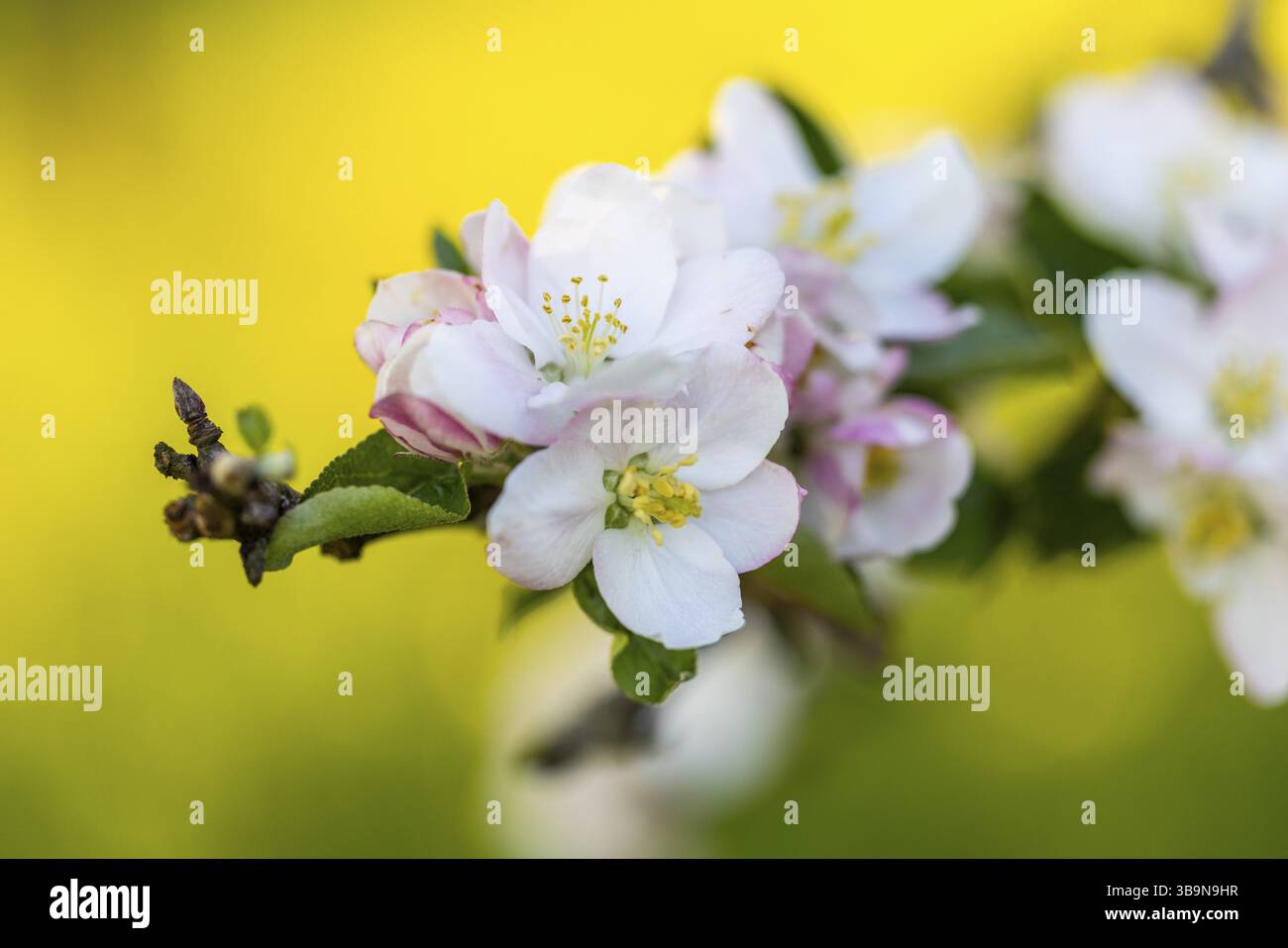 Apple blossom, apple tree (Malus), spring, Messkirch, Upper Danube ...