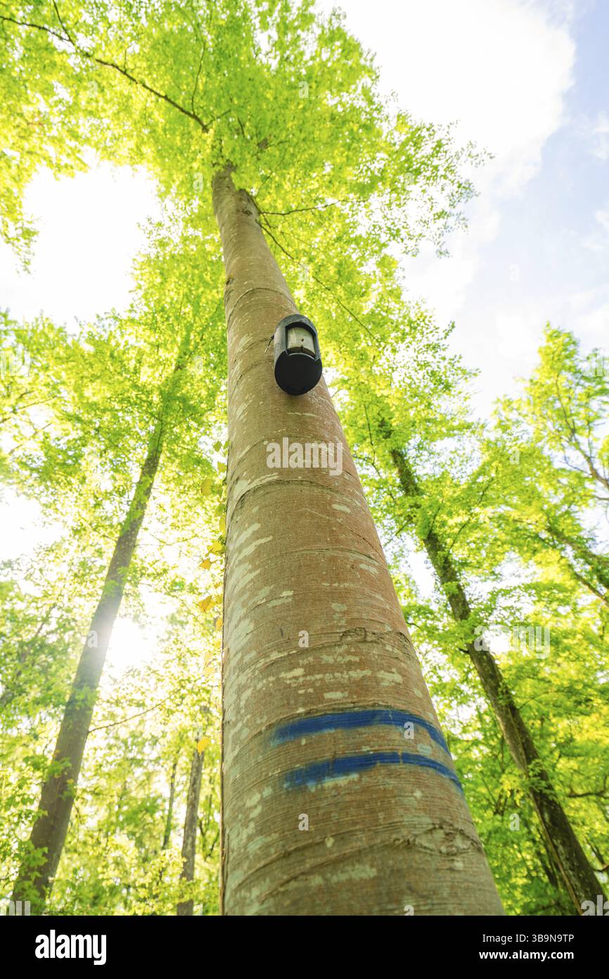 View of tall tree from below, sunlight shining through leaves in dense ...