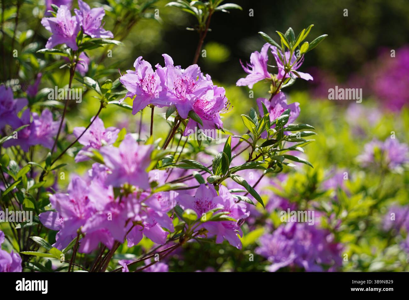 Azalea bush hi-res stock photography and images - Alamy