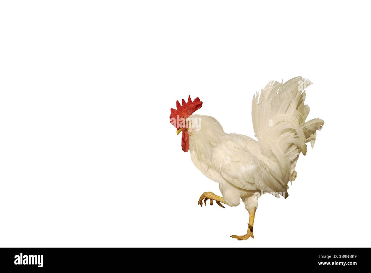 Thoroughbred rooster isolated on hi-res stock photography and images ...