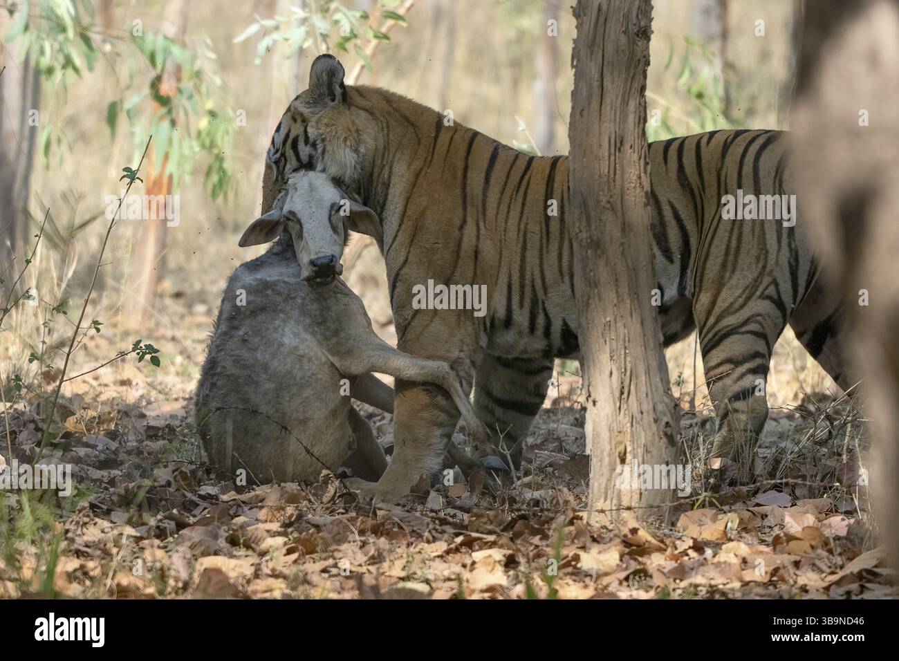 Tiger (Panthera tigris), Bengal tiger or Indian tiger, big cat ...