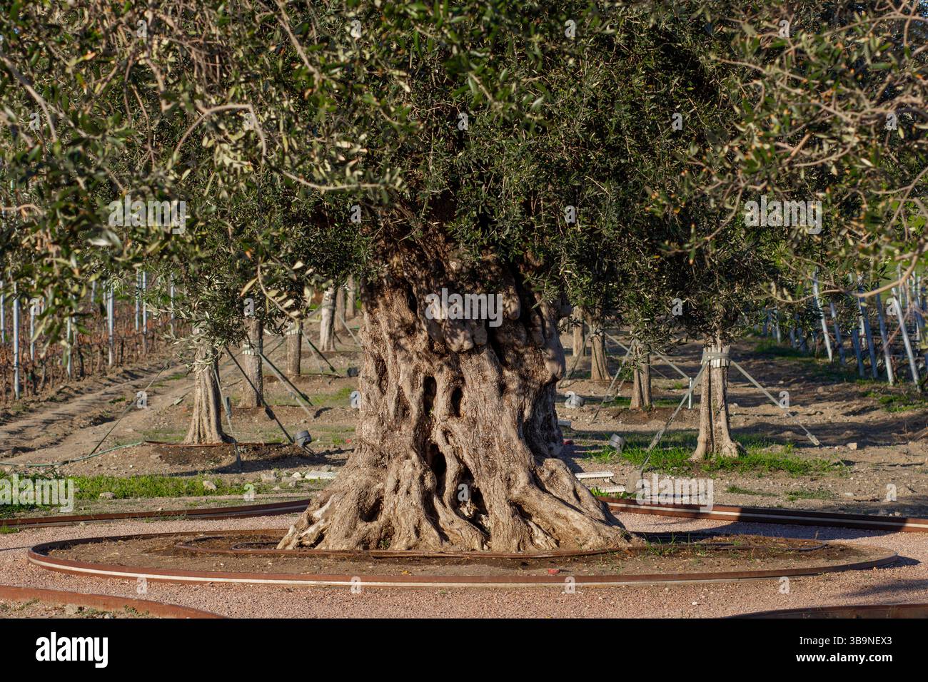 Olive thick tree growing in a Wine park in Crimea among trees and ...