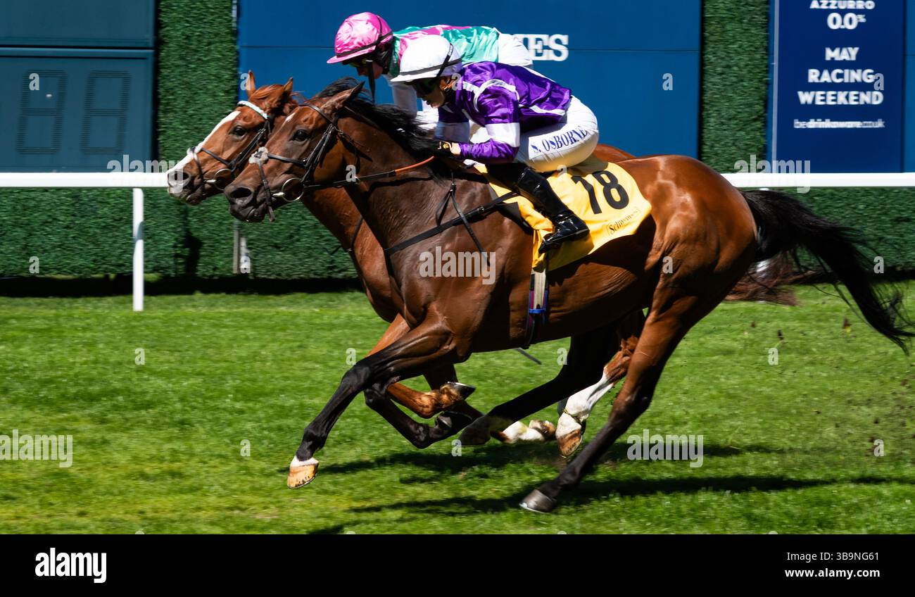 Ascot, UK, Saturday 10th May 2025; Hickory and jockey Saffie Osborne ...