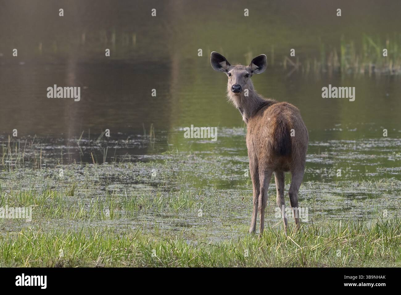 Sambar (Cervus unicolor), roe deer, deer, horse deer, noble deer, eye ...