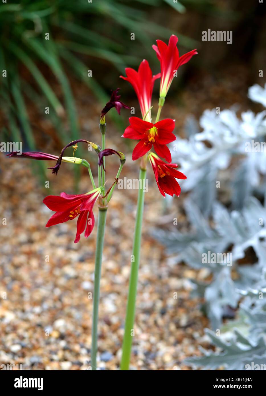 Myostemma bifida hi-res stock photography and images - Alamy