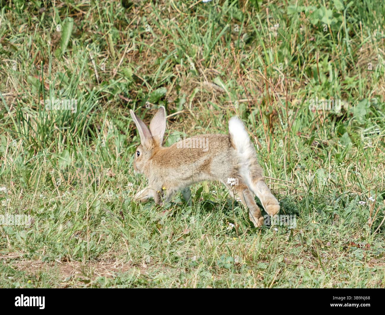 Leaping rabbit hi-res stock photography and images - Alamy