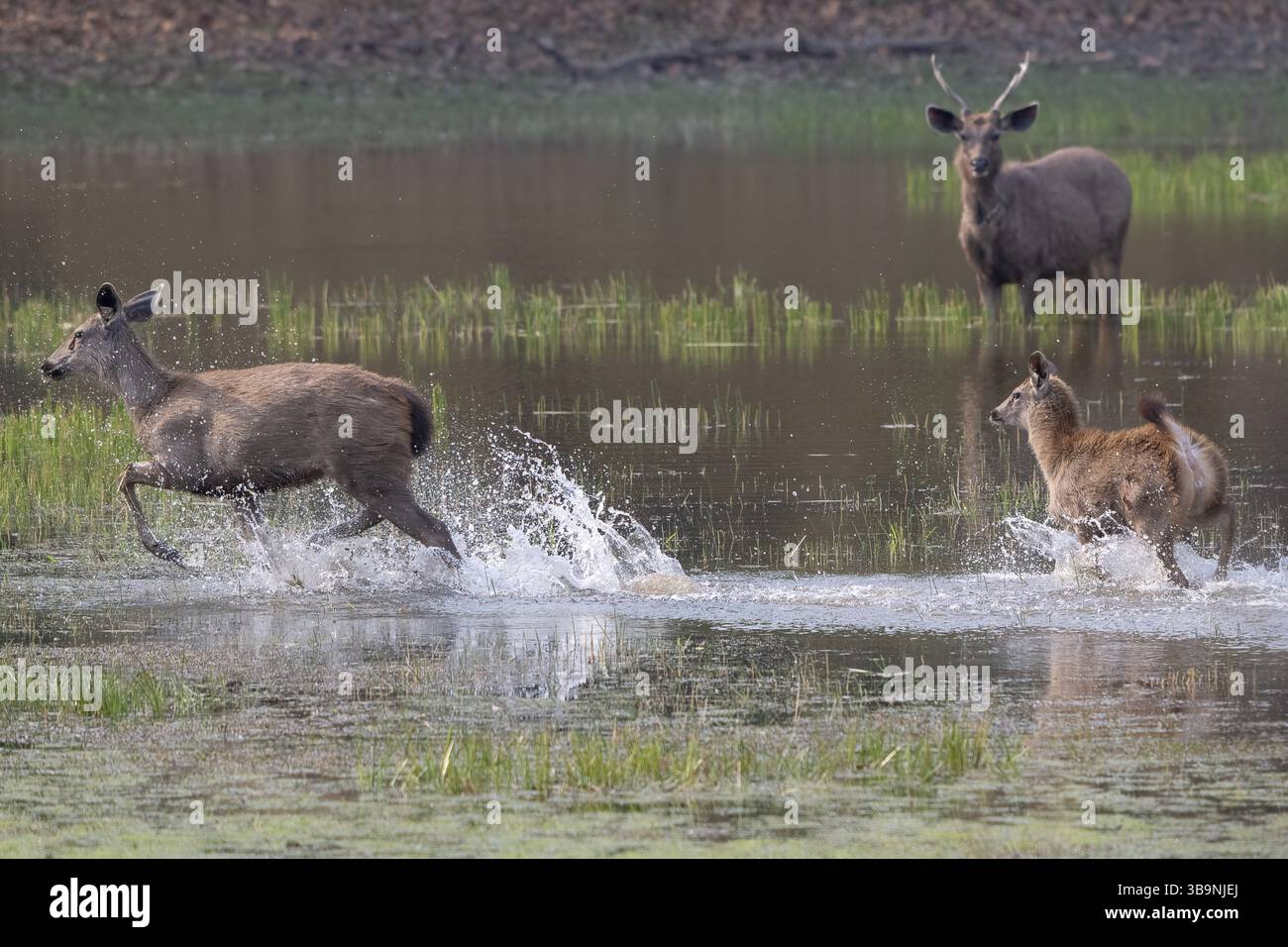 Sambar (Cervus unicolor), roe deer, horse deer, noble deer, running ...