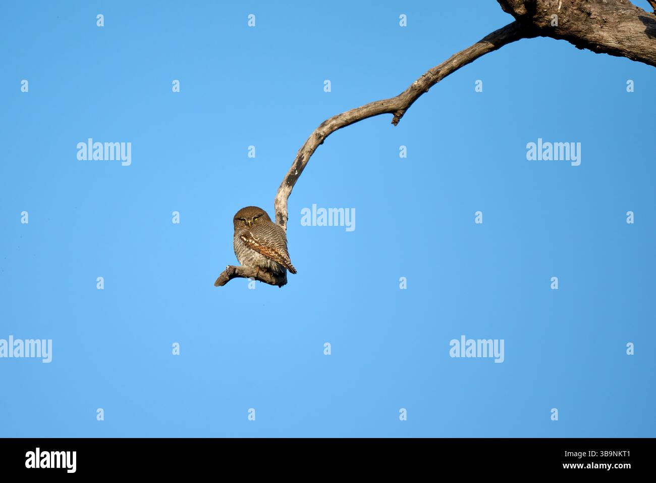 Asian Barred Owlet (Glaucidium cuculoides) also known as the Cuckoo ...
