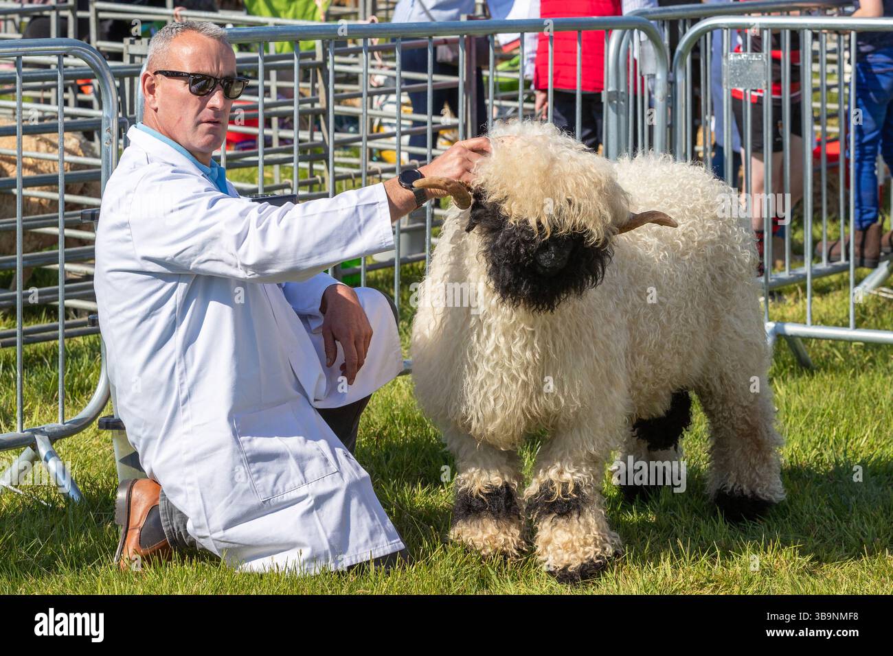 Ayr, UK. 10th May, 2025. Thousands of spectators, farmers, people with ...