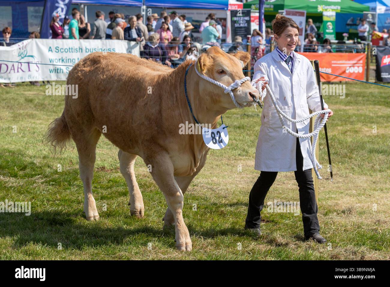 Ayr show 2025 hi-res stock photography and images - Alamy