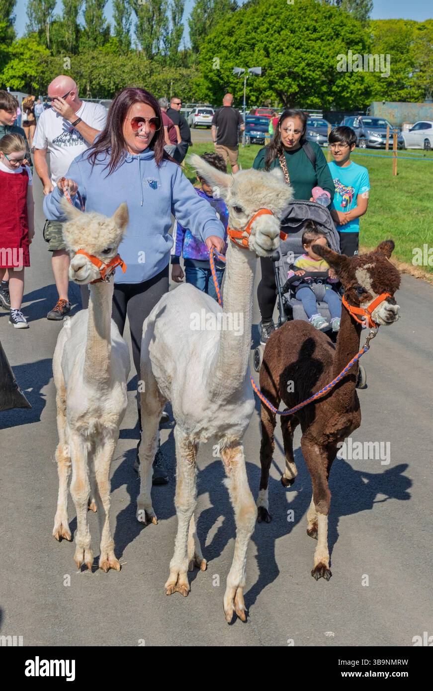 Ayr, UK. 10th May, 2025. Thousands of spectators, farmers, people with ...