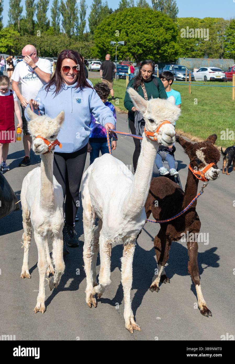 Ayr, UK. 10th May, 2025. Thousands of spectators, farmers, people with ...