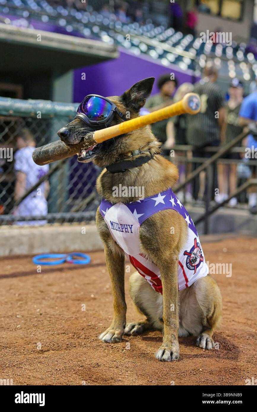 Winston-Salem, NC: Winston-Salem Dash bat dog Murphy holds a practice ...