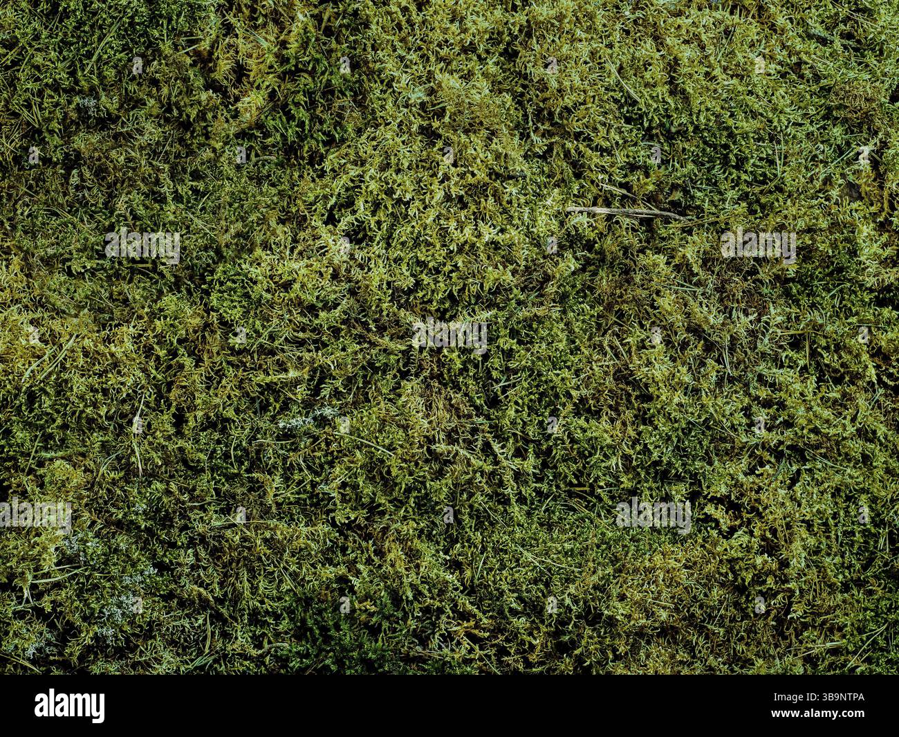 Green moss texture background. Top view of natural green moss. Can use ...