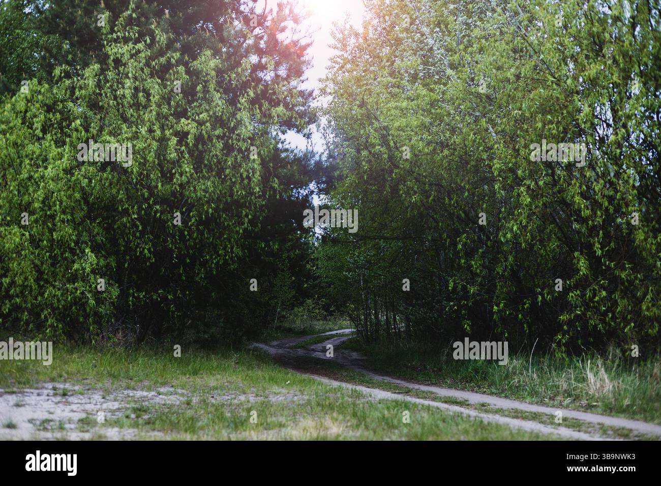 Beautiful sunny park path among hi-res stock photography and images - Alamy