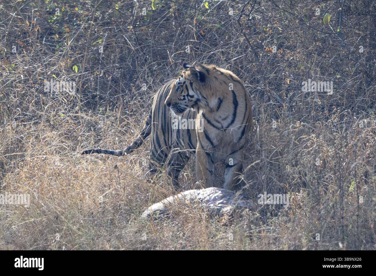 Tiger (Panthera tigris), Bengal tiger or Indian tiger, big cat ...