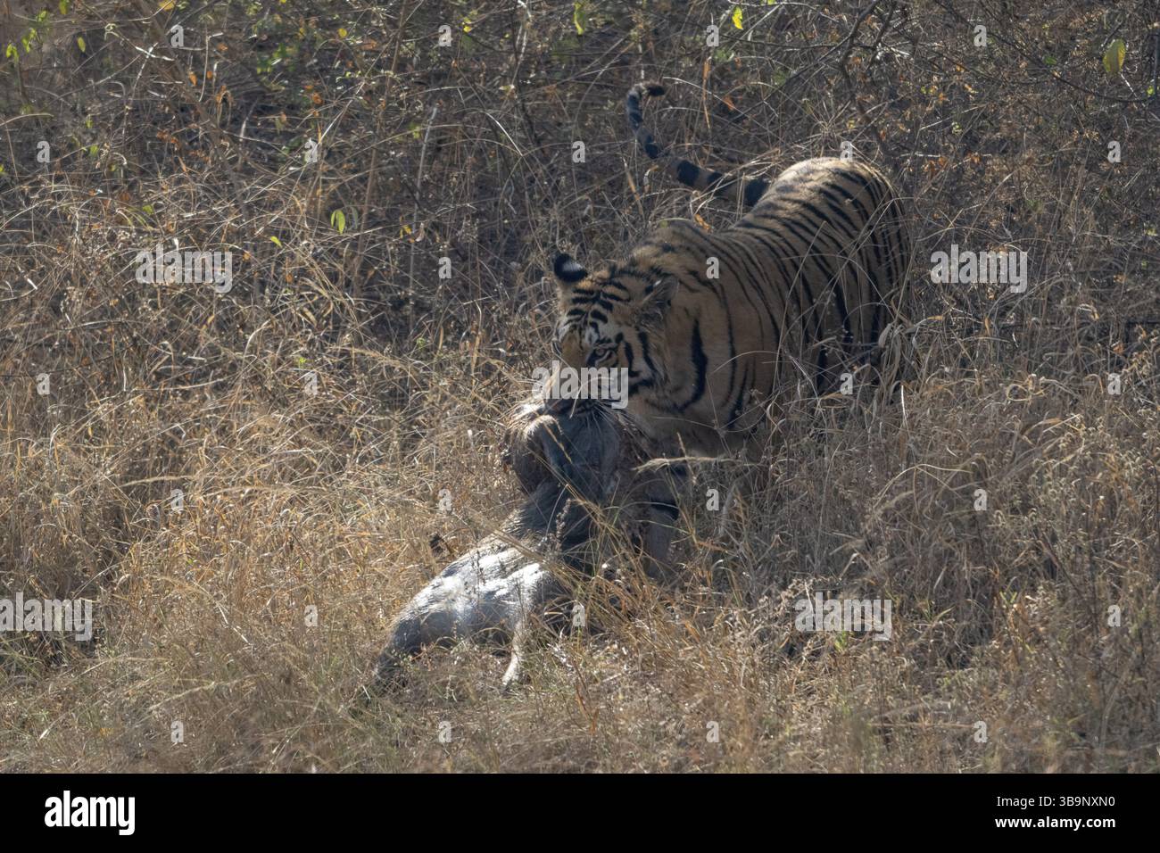 Tiger (Panthera tigris), Bengal tiger or Indian tiger, big cat ...