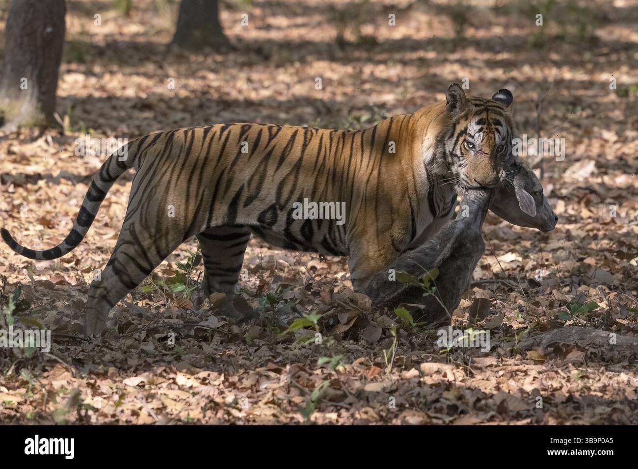 Tiger (Panthera tigris), Bengal tiger or Indian tiger, big cat ...