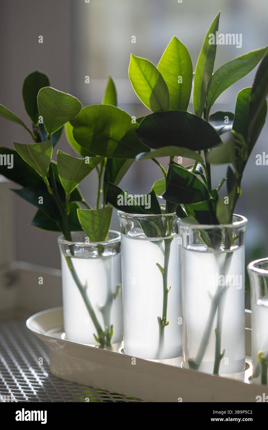 Propagation of citrus trees by cuttings in water enriched with rooting ...