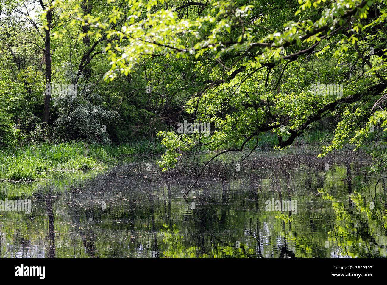 Spring Lake with Wild Ducks and Budding Trees Stock Photo - Alamy