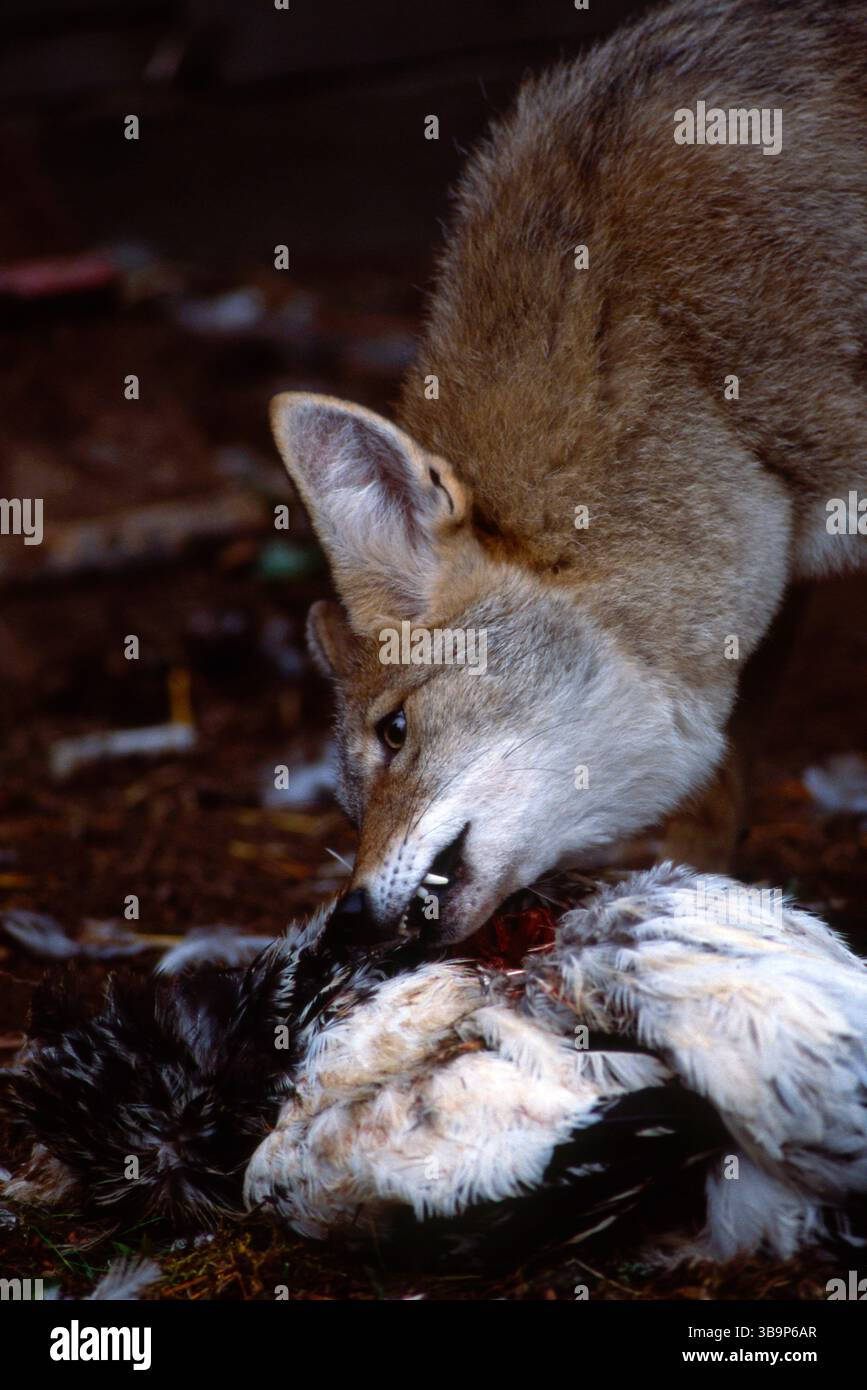 Coyote raiding a chicken coop and eating a chicken Stock Photo - Alamy