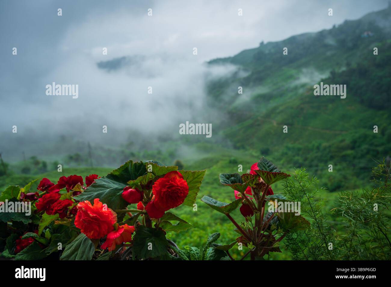 Begonia Kimjongilhwa, Kimjongilia is a flower named after the late ...