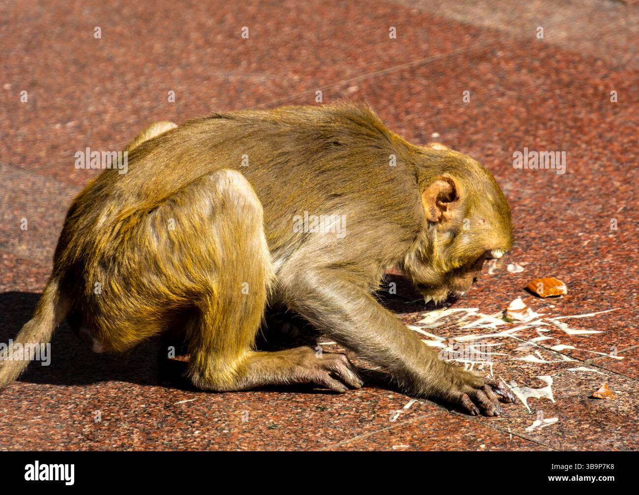 Monkey scavenges for ice cream from dropped ice cream cone near monkey ...