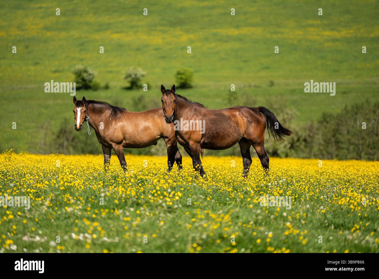 Zwei Pferde gehen in einer Koppel bei Sonnenschein und frühlingshaften ...