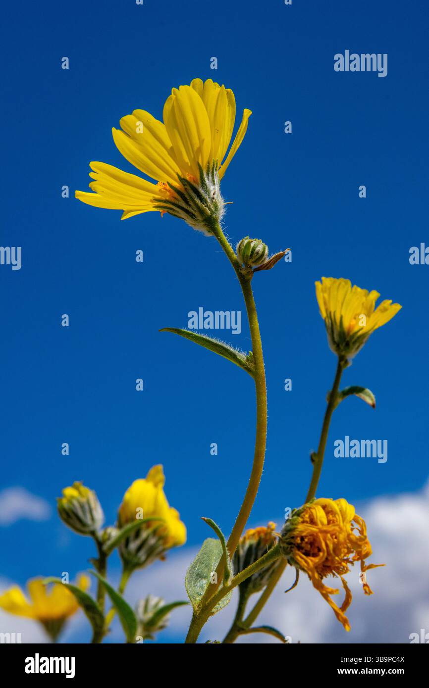 Gold wildflowers hi-res stock photography and images - Alamy
